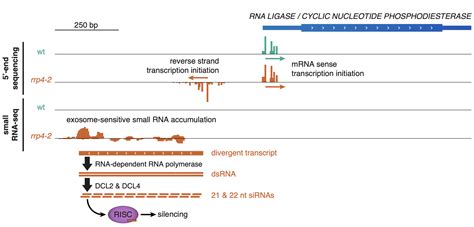GitHub Athieffry Thieffry Et Al Plant Cell Collection Of Scripts For The Paper