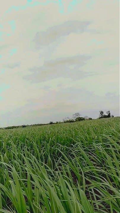 👑🎋 ️‍🔥😎 Potefarming Omkarpotevlogs0005 Farmer Farming Youtubeshort