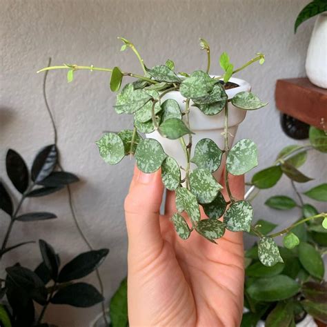 Hoya Curtisii Houseplant Central