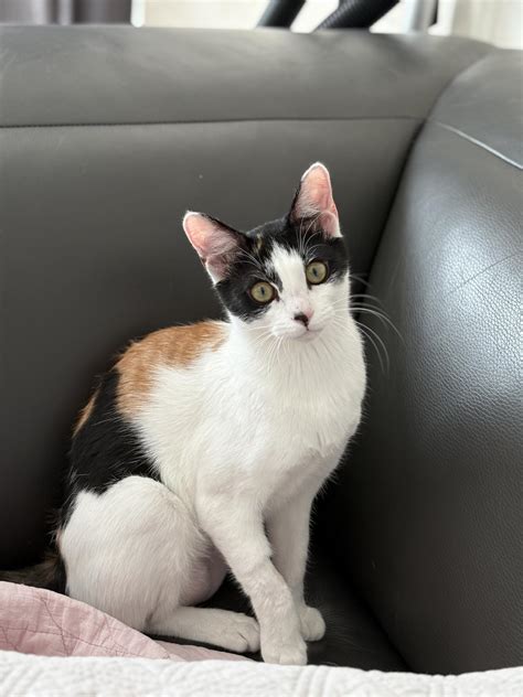 코리안 숏헤어 토우토우 고양이 책임입양 아이조아 유기방지입양 파양 강아지보호소 고양이보호소 무료분양센터