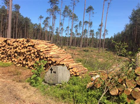 Agnieszka Pomaska On Twitter Las Piaśnicki Miejsce Kaźni Tysięcy Polaków Okoliczni