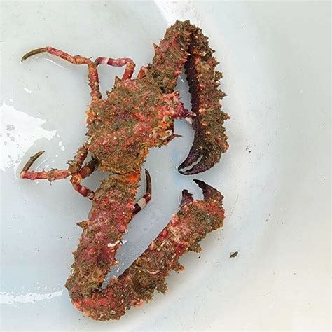 近海産海水魚、甲殻類、海洋生物、深海生物、深海魚