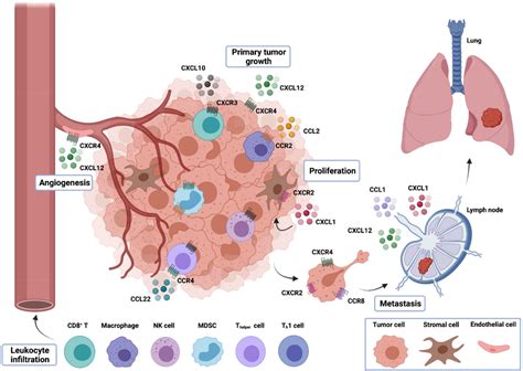 Figure 2 From Chemokine Directed Tumor Microenvironment Modulation In