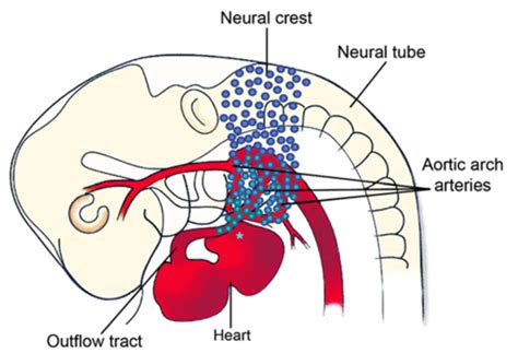 Biol 316 Ectoderm Neural Crest Flashcards Quizlet