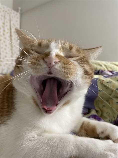 No Braincell No Teef R Teefless