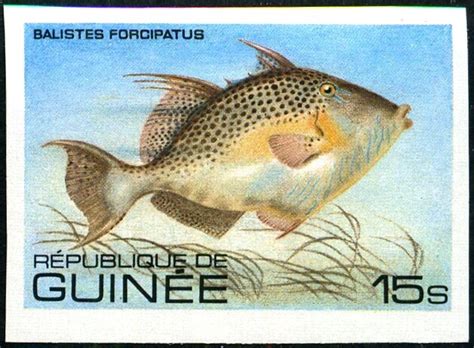 Stamp Gray Triggerfish Balistes Carolinensis Guinea 1980 Touchstamps