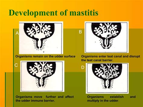 Bovine Mastitis Prevention And Control Ppt