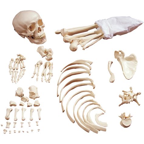 日本人男性骨格分離複製モデル 京都科学