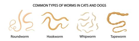 What Are Little White Worms In Cats At Danica Jones Blog
