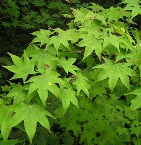 枫树（槭树科植物） 搜狗百科