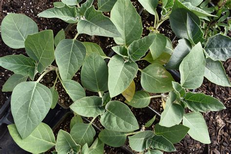 Sacred Datura Seeds — Ravensong Seeds And Herbals
