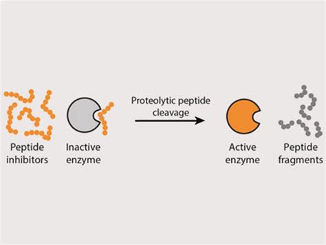 Active Vs Inactive Enzyme At Chris Stevens Blog