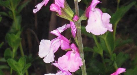 Salvia ‘orchid Showers Victorian Salvia Study Group