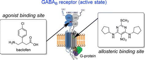 激动剂和正变构调节剂激活B型γ 氨基丁酸GABAB受体 Journal of Medicinal Chemistry X MOL