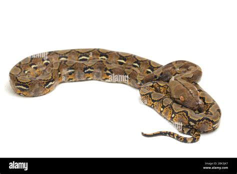 reticulated python python reticulatus isolated on white background