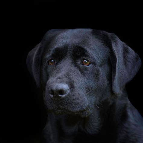Puddledock Pups Puddledock Pups Updated Their Profile