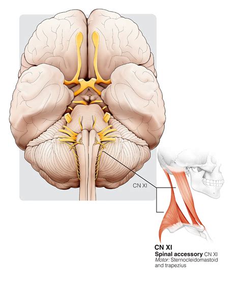 Accessory Nerve Anatomy