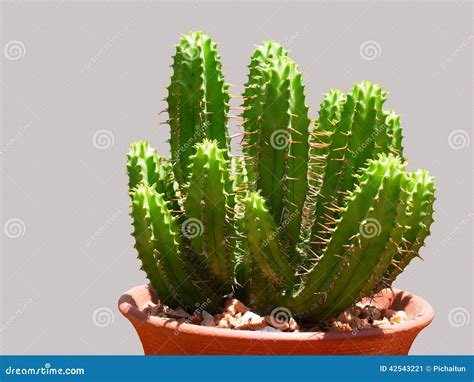 Cactus Stock Image Image Of Spiny Decoration Areoles 42543221