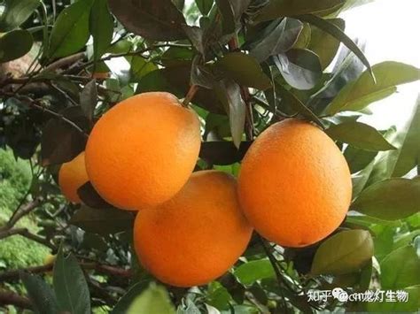 柑橘技术脐橙疏春梢抹夏梢保果增产的重要措施 知乎