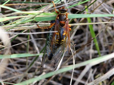 Burg Birder More Filler Cicada Killers