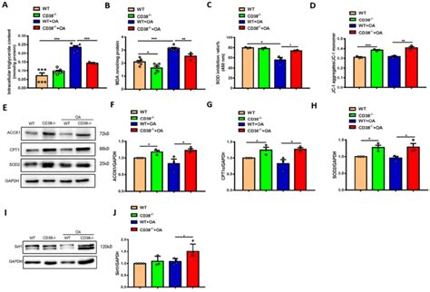 Cd38 Deficiency Alleviated Oa Induced Lipid Accumulation And Oxidative