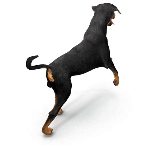 3d Model Rottweiler Pose 2