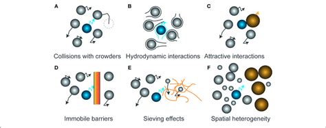 Schematic Representation Of Factors That Affect Protein Diffusion