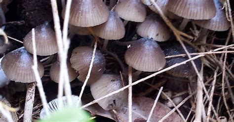 Id Request Found These In Western Australia Perth Area The Caps Are