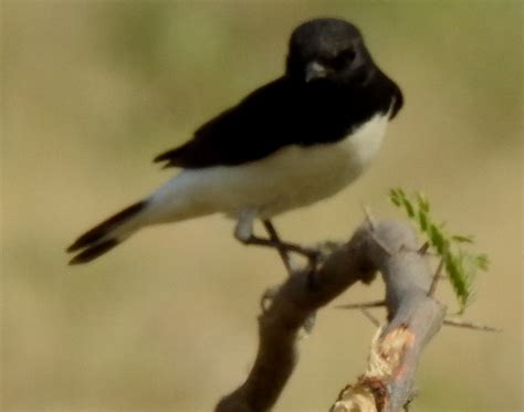 Variable Wheatear Birdforum