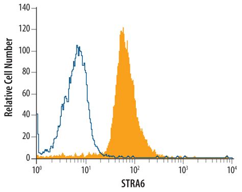 Human Stra6 Antibody Mab5904 Randd Systems