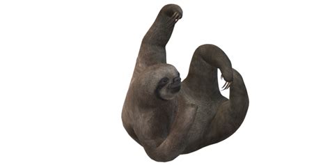 Sloth Bear Pngs For Free Download