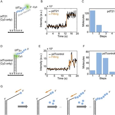 Dnaa Binds Dynamically To Ssdna A Schematic Representation Of A