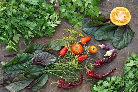 Microgreens의 다른 종류입니다 신선한 파 슬 리 딜 Mangold 고 수와 토마토 칠레 철 Backgrownd에 건강한 생활방식에 대한 스톡 사진 및 기타 이미지