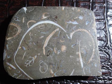 Fossil Slab More Pics Below R Fossilid