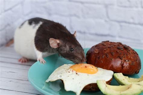 Rato Preto E Branco Comendo Ovos Mexidos E Hambúrguer Foto De Stock Imagem De Corpo Planta