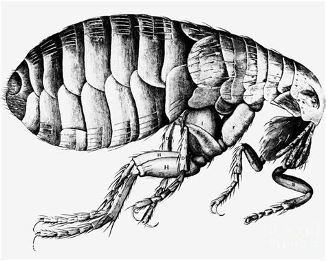 Flea Drawing At Explore Collection Of Flea Drawing