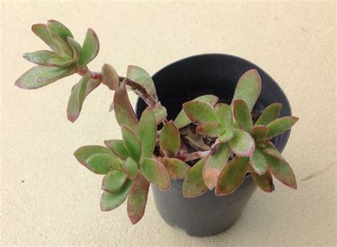 Crassula Rubricaulis Or Albiflora Suculentas
