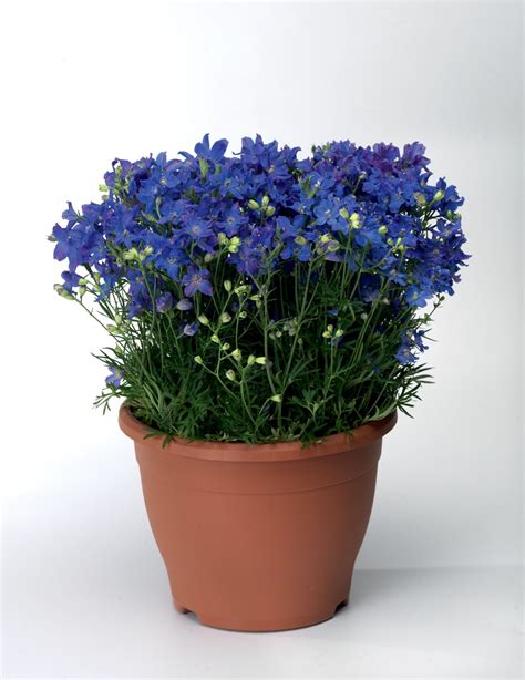 Delphinium Grandiflorum Delfix Blue Muller Seeds