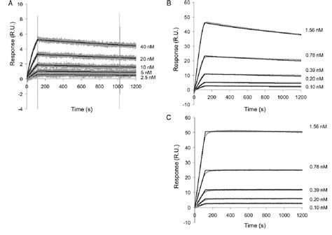 Figure 1 From Improving The Affinity Of An Antibody For Its Antigen Via