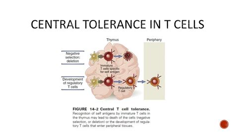 Immunological Tolerance And Mechanisms Involved PPT