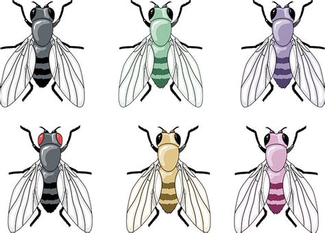 Drosophila Vector