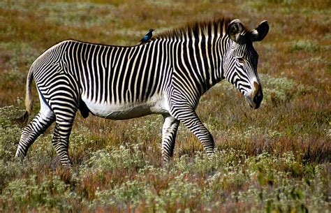 What Do Zebras Eat Zebras Diet