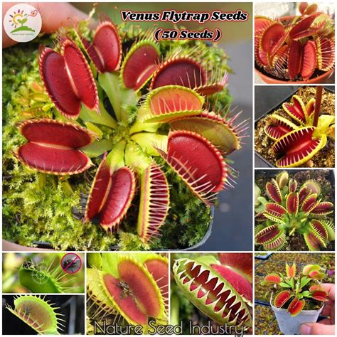 Venus Flytrap Seeds For Planting 50 Seedsbag Rare Carnivorous Plant Seed Exotic Flowers Live