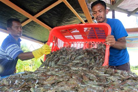 Budidaya Udang Di Aceh Antara Foto