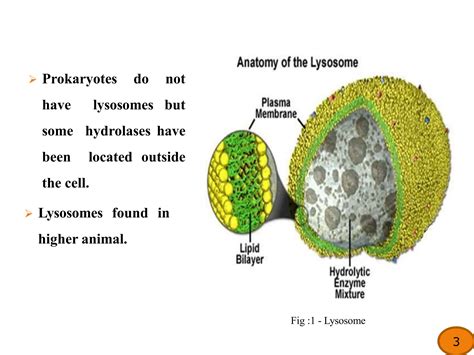 Lysosome Ppt Pptx Structure And Function Pptx