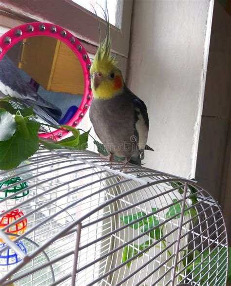 The Australian Cute Gray Cockatiel Nymphicus Hollandicus Looks In The Mirror Stock Image