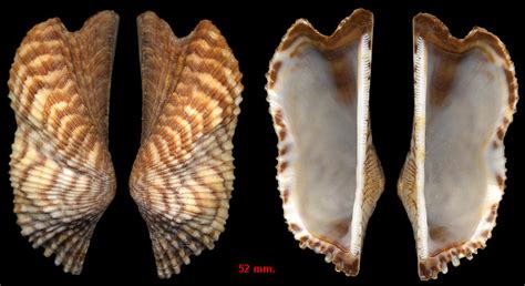 Arca Zebra Alchetron The Free Social Encyclopedia