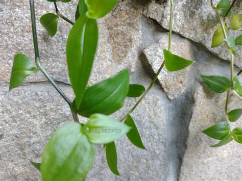 Красиво пълзящо стайно растение Традесканция Цветя декоративни растения София Продав