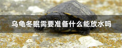 乌龟冬眠需要准备什么能放水吗 鱼百科