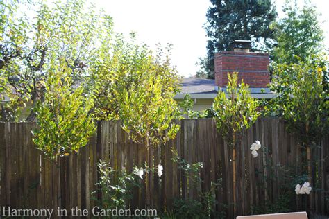 Screening Trees For Small Gardens Fasci Garden